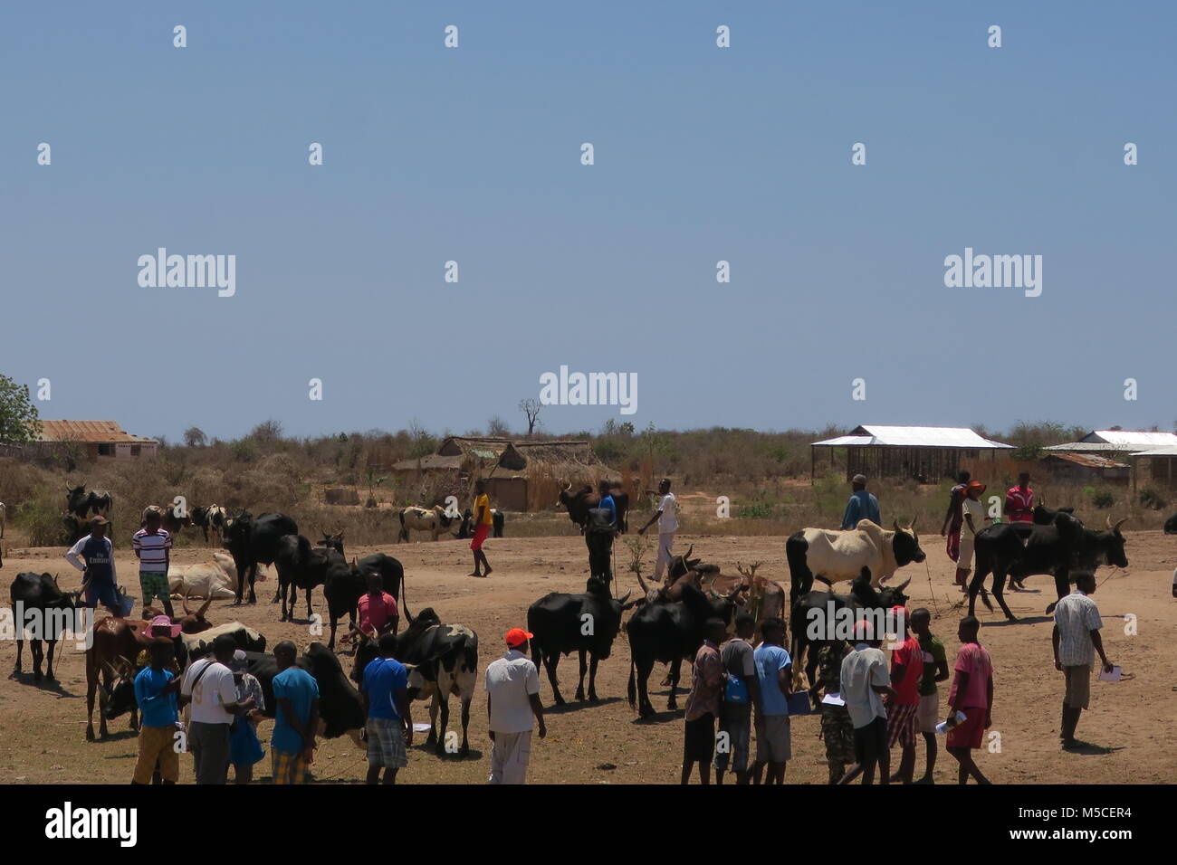 Tiere im Dorf. Zebu Tier ist eines der Symbole von Madagaskar. Es ist ...