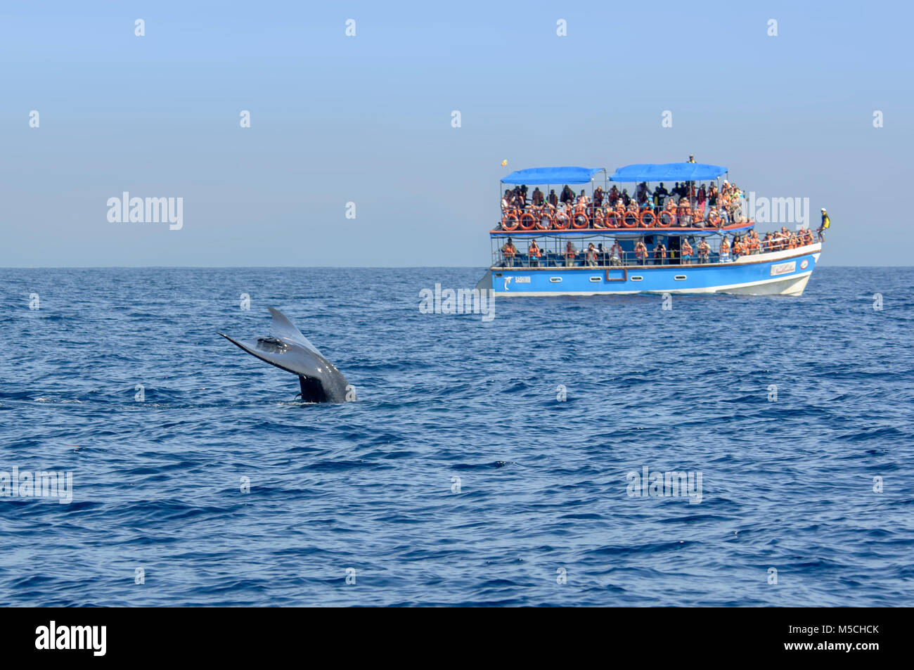 Wale sri lanka -Fotos und -Bildmaterial in hoher Auflösung – Alamy
