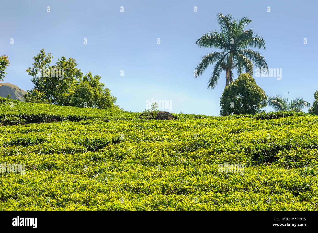 Teeplantage nuwara eliya -Fotos und -Bildmaterial in hoher Auflösung ...
