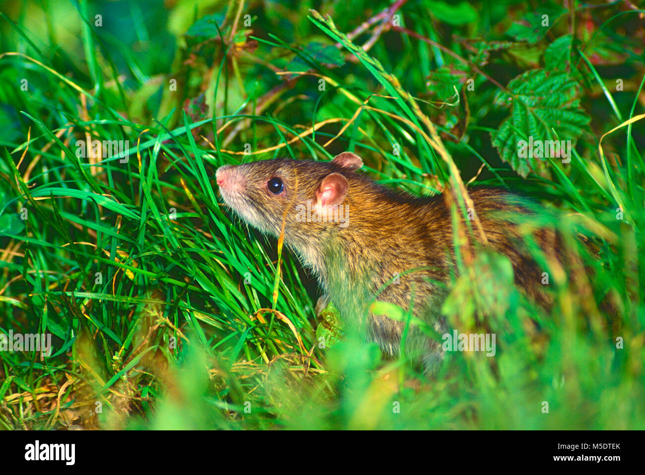 Rattus norwegicus -Fotos und -Bildmaterial in hoher Auflösung – Alamy