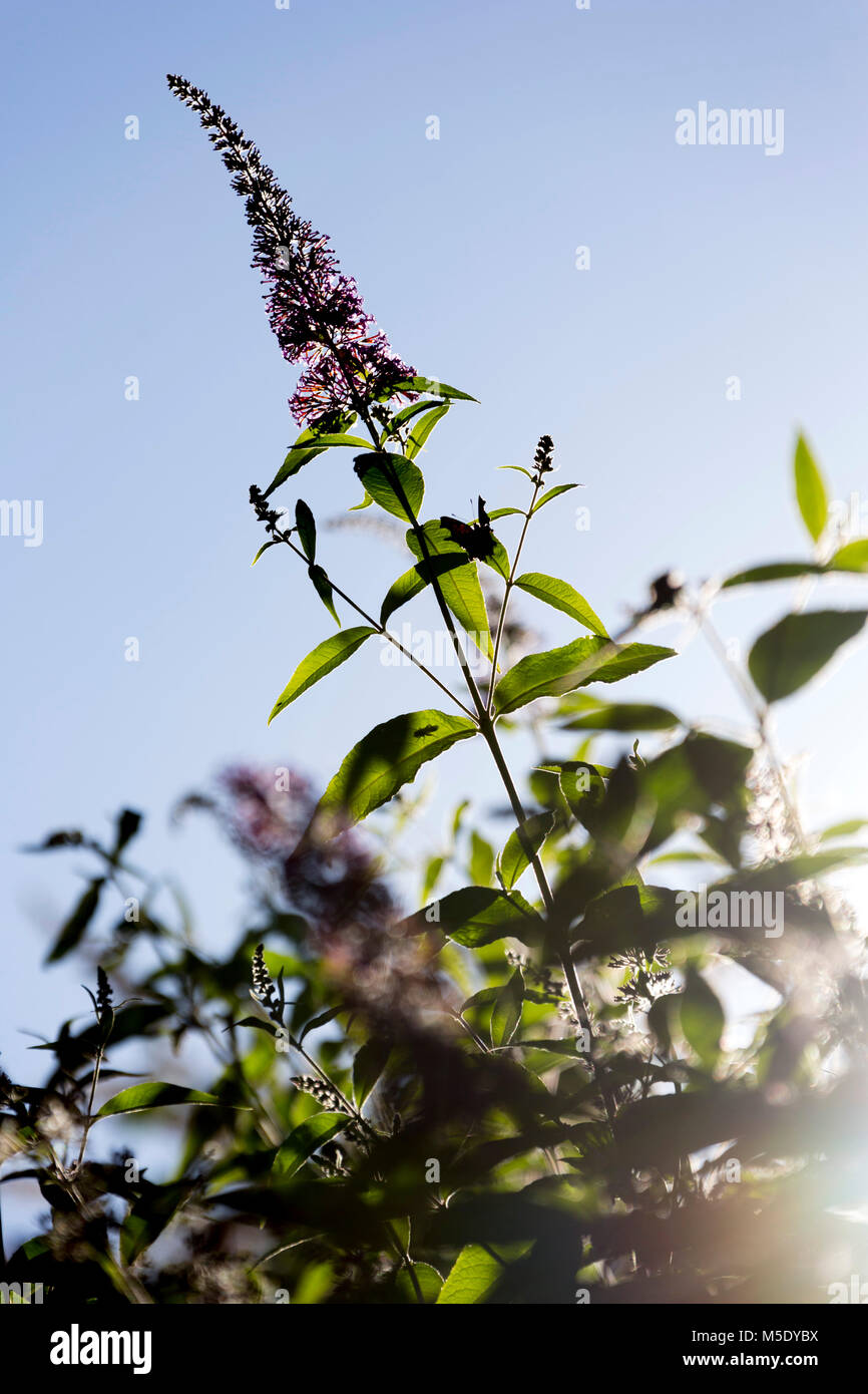Flora bush -Fotos und -Bildmaterial in hoher Auflösung – Alamy