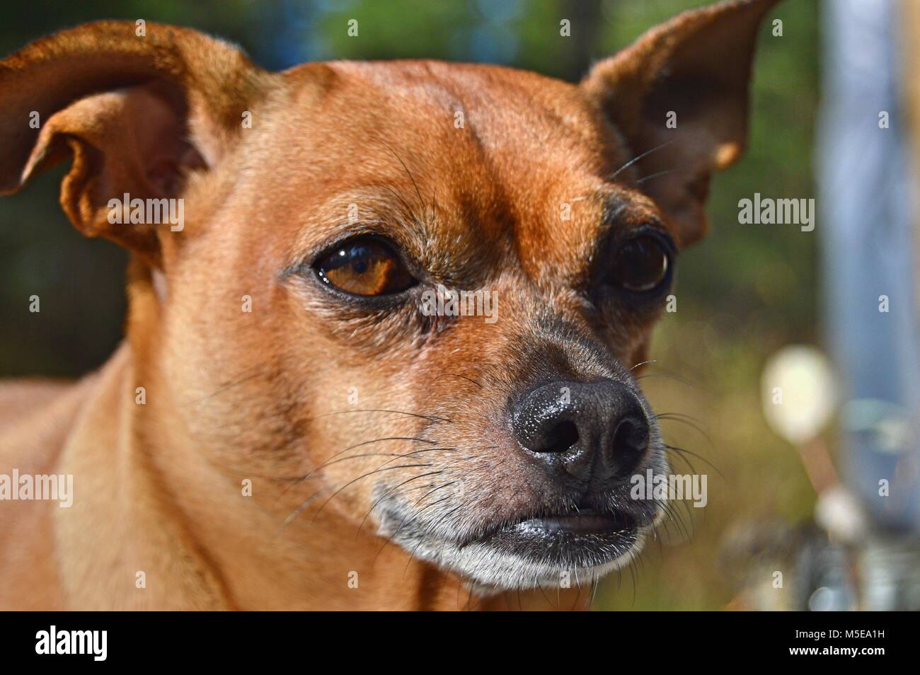 Linus der Chihuahua und Mops mix-aka ein TUCKERN - genießt die Sonne ...