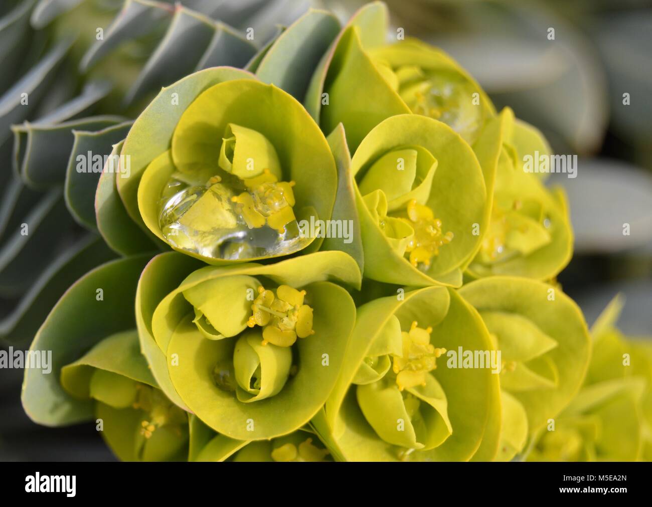 Regentropfen Verfangen In Myrtle Wolfsmilch Euphorbia Myrsinites regentropfen-verfangen-in-myrtle-wolfsmilch-euphorbia-myrsinites