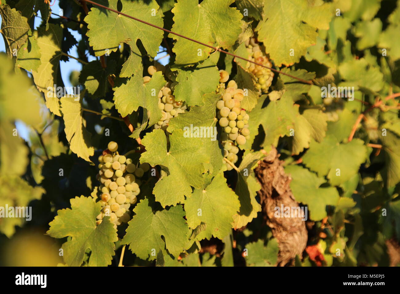 Ein paar trauben -Fotos und -Bildmaterial in hoher Auflösung – Alamy