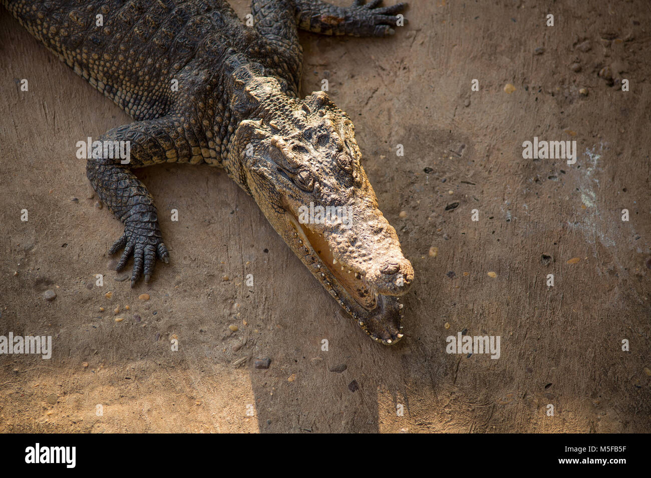 Jagd nach krokodilen -Fotos und -Bildmaterial in hoher Auflösung – Alamy