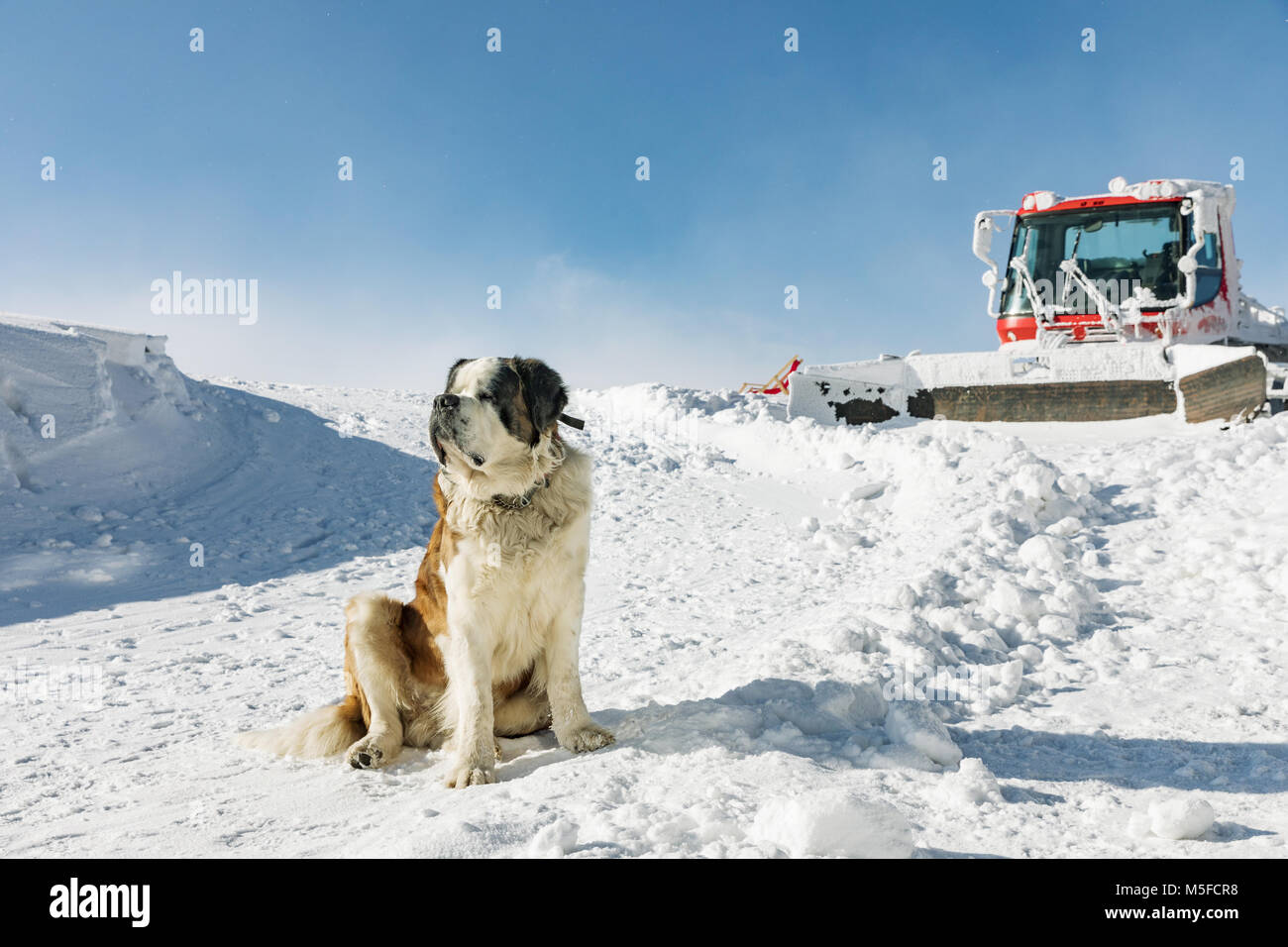Bernard dog snow -Fotos und -Bildmaterial in hoher Auflösung - Seite 2 ...