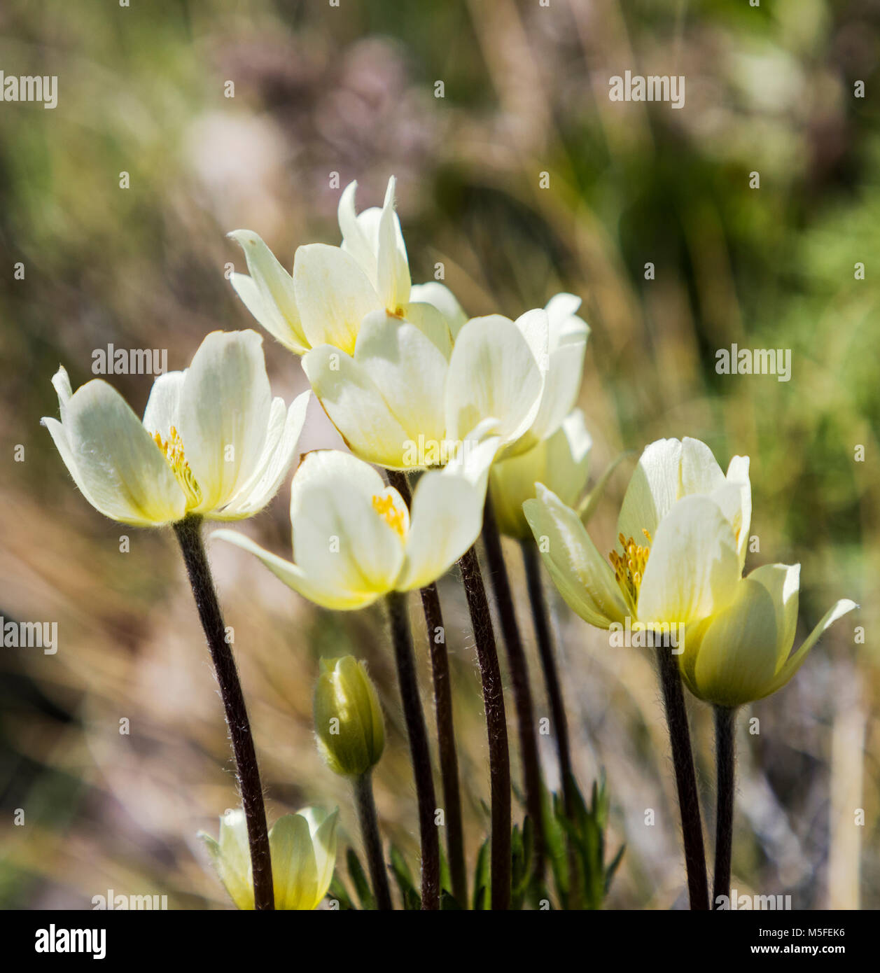Anemone multifida -Fotos und -Bildmaterial in hoher Auflösung – Alamy