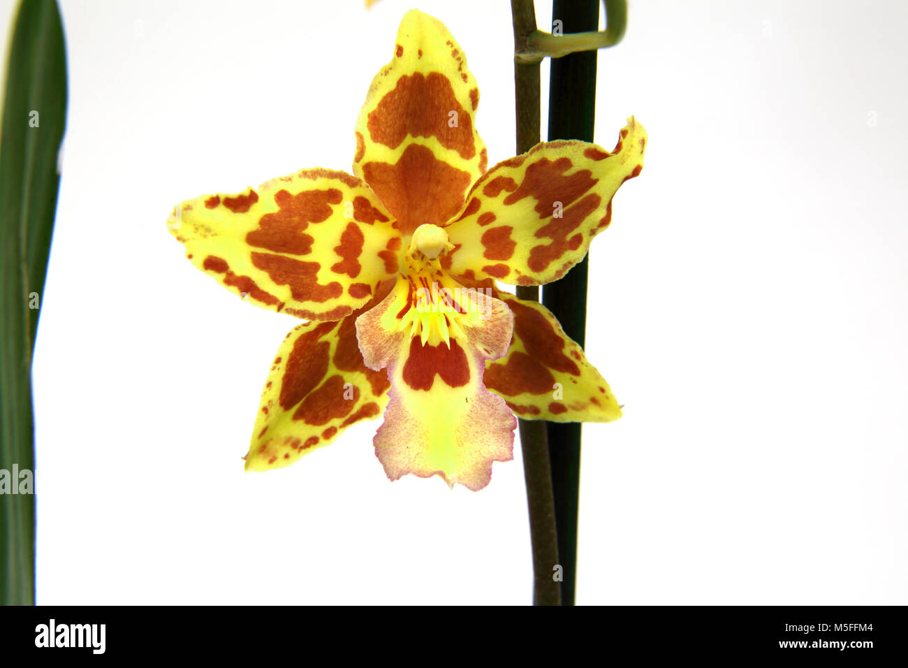 Oncidium Tiger Crow Orchid (Golden Girl Stockfotografie - Alamy