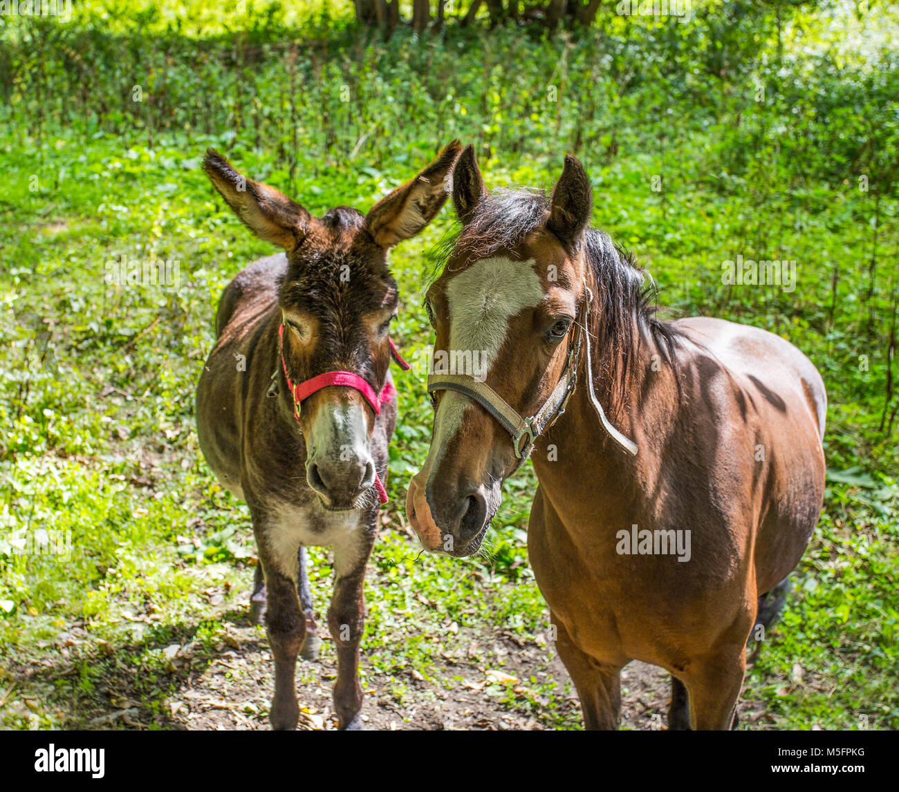 Freundlicher Esel und Pferd Stockfotos und -bilder Kaufen - Alamy
