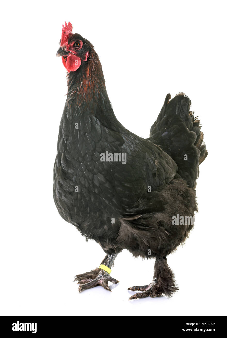 Schwarzes marans -Fotos und -Bildmaterial in hoher Auflösung – Alamy