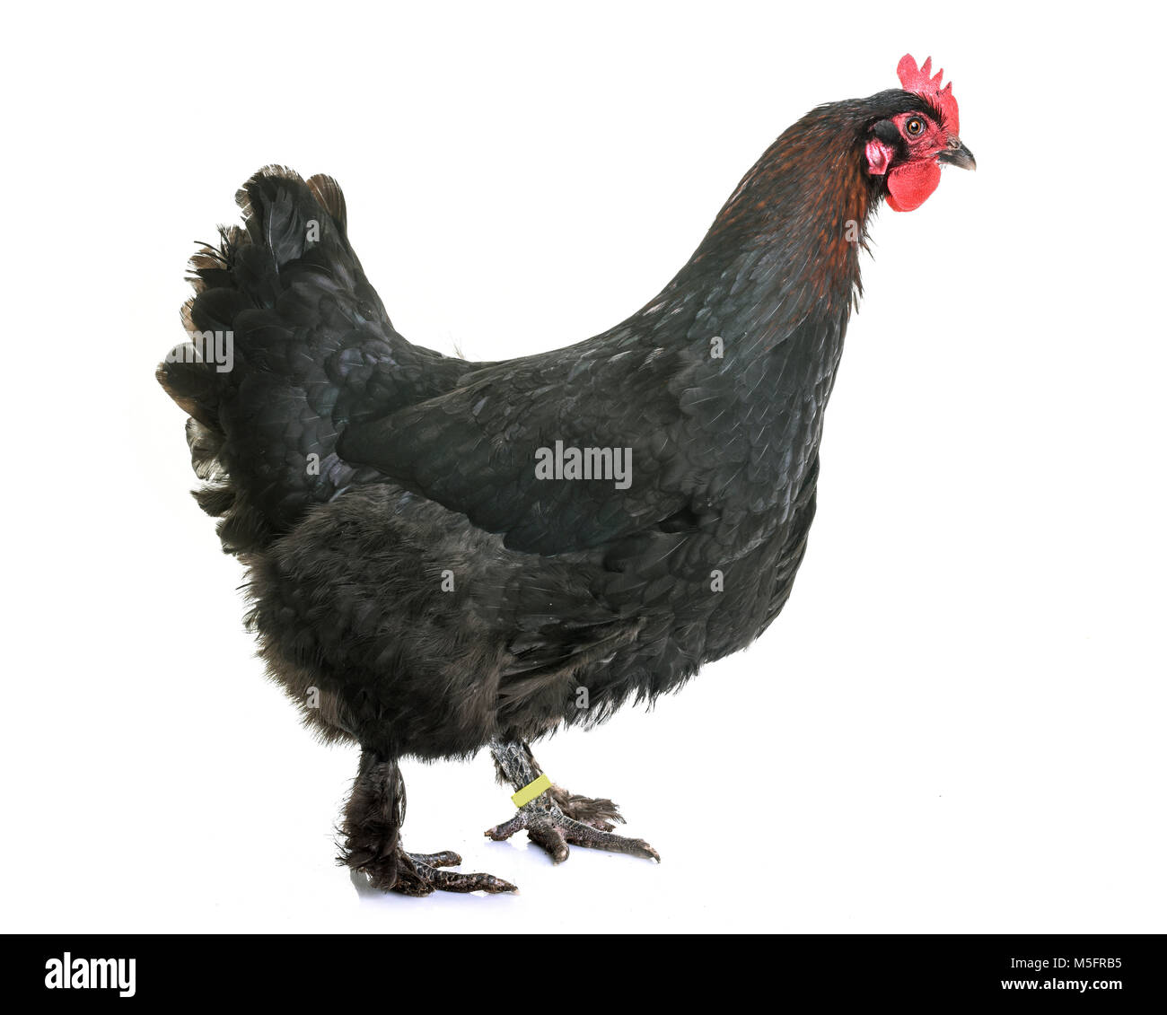 Marans Huhn vor weißem Hintergrund Stockfotografie - Alamy