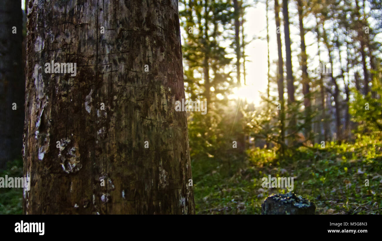Alte Birke im Sommer sibirischen Wald, Ural, Weitwinkel Stockfotografie ...