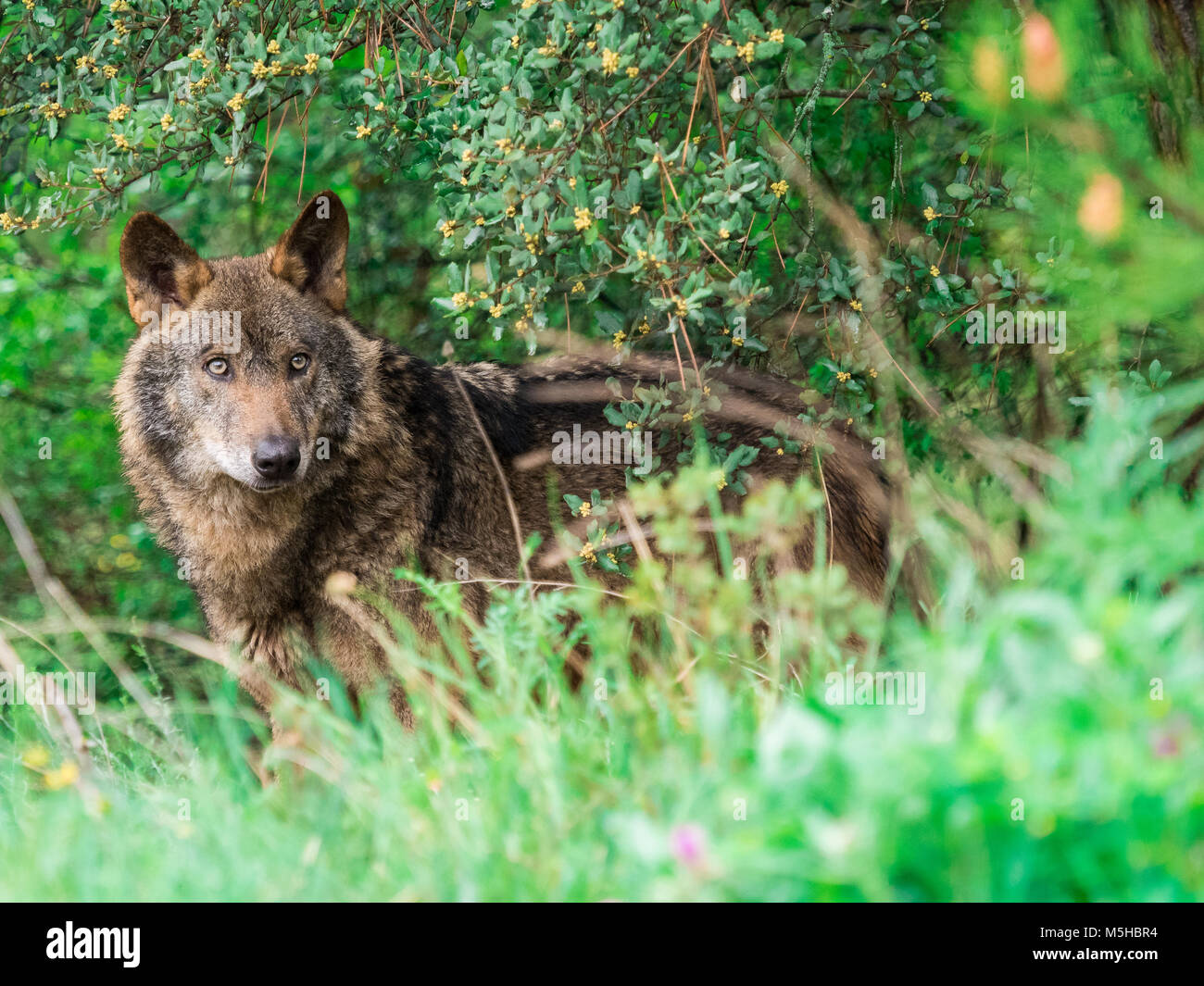 Wolf lebensraum portugal Stockfotos und -bilder Kaufen - Alamy