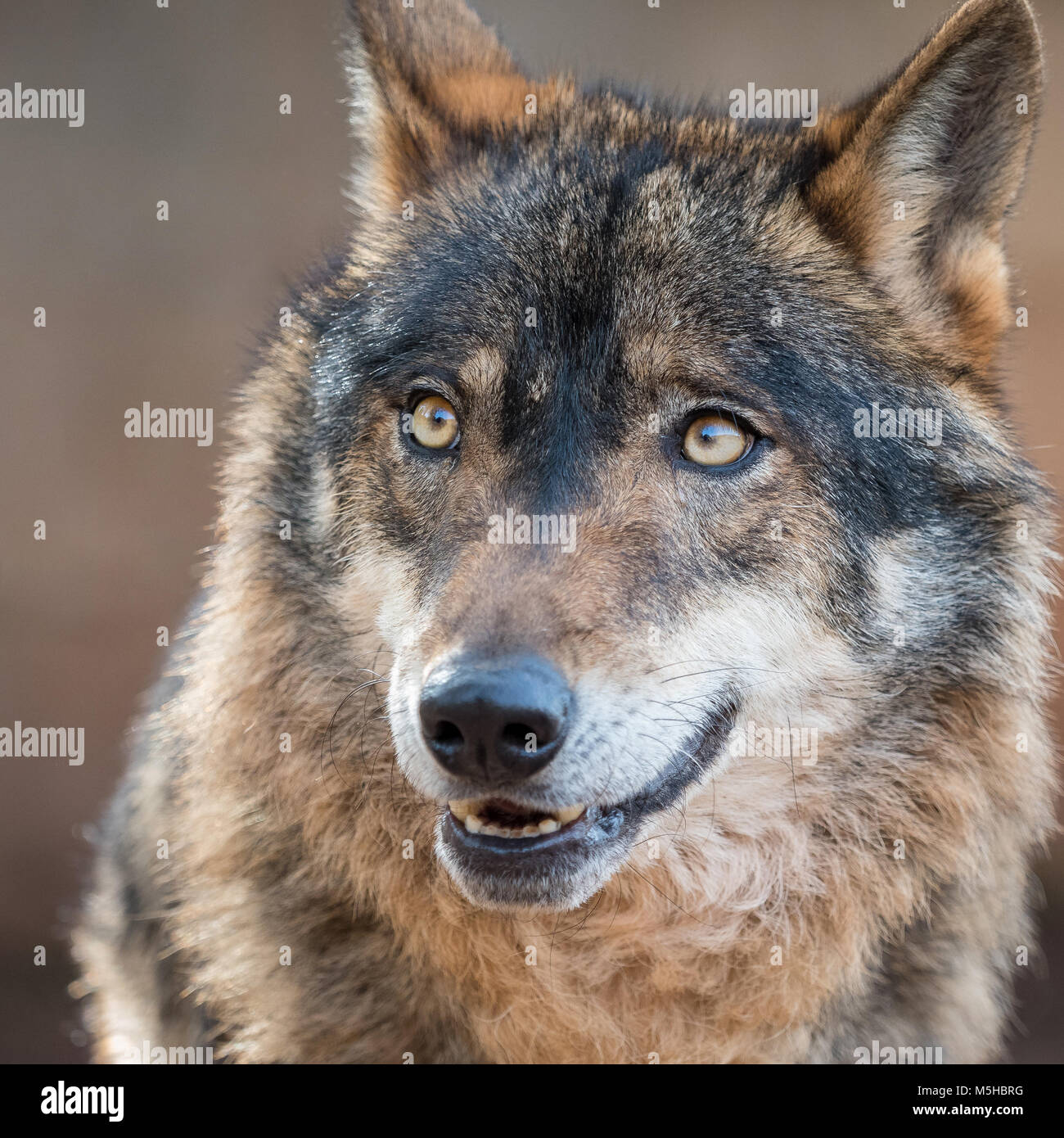 Cute iberischen Wolf Portrait mit schönen Augen (Canis lupus Signatus ...