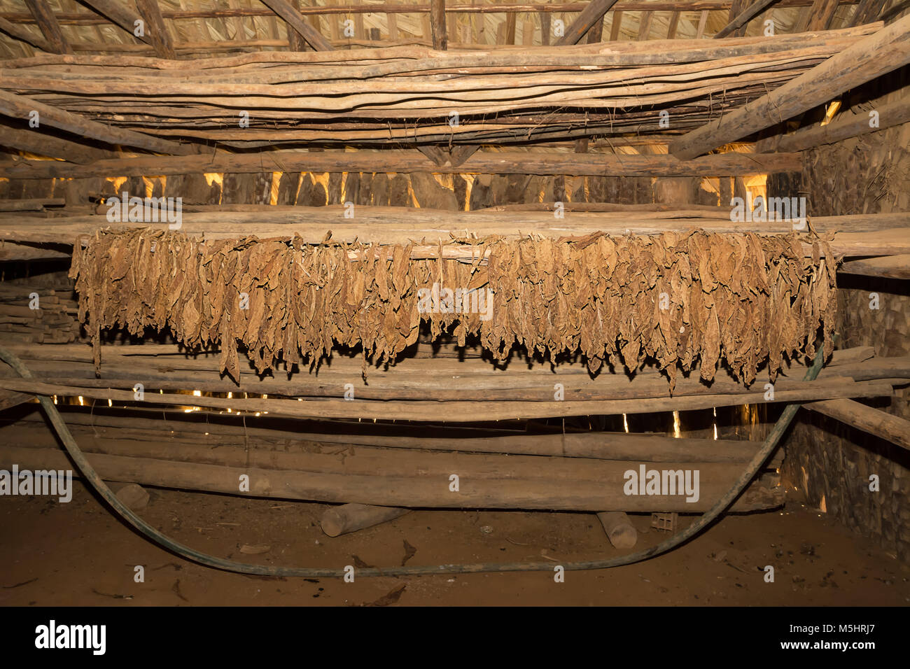 Ballen tabak -Fotos und -Bildmaterial in hoher Auflösung – Alamy