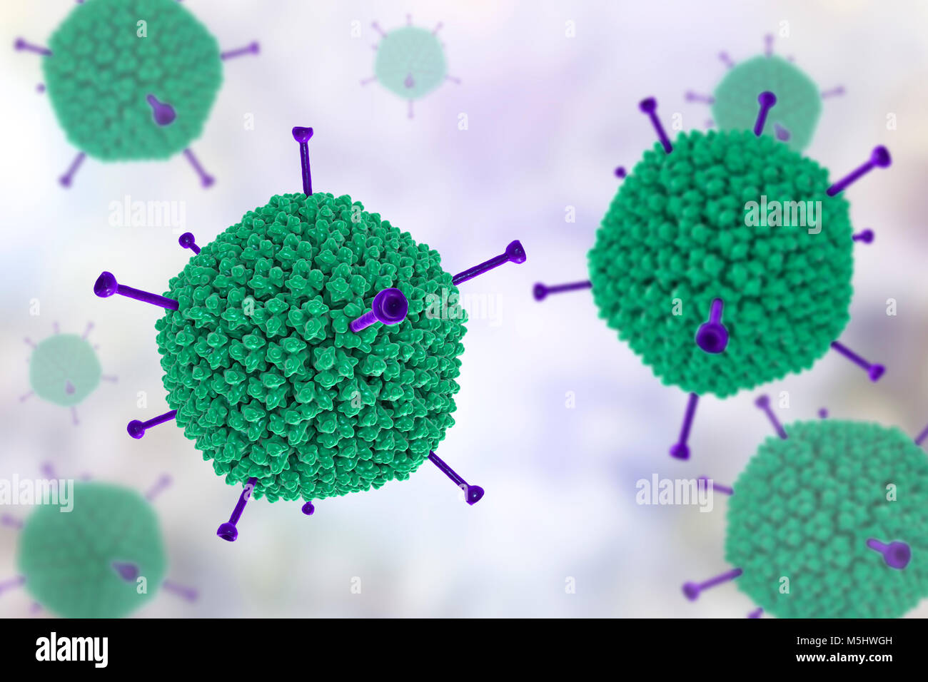 Virales kapsid -Fotos und -Bildmaterial in hoher Auflösung – Alamy