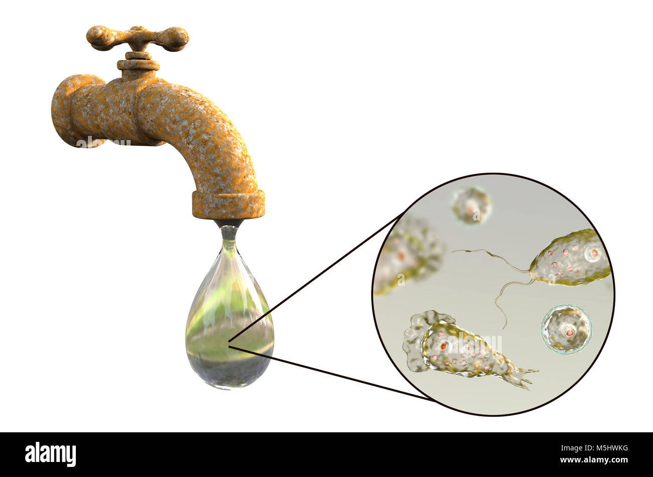 Leitungswasser mit dem Gehirn verschmutzt - essen Amöbe Naegleria ...
