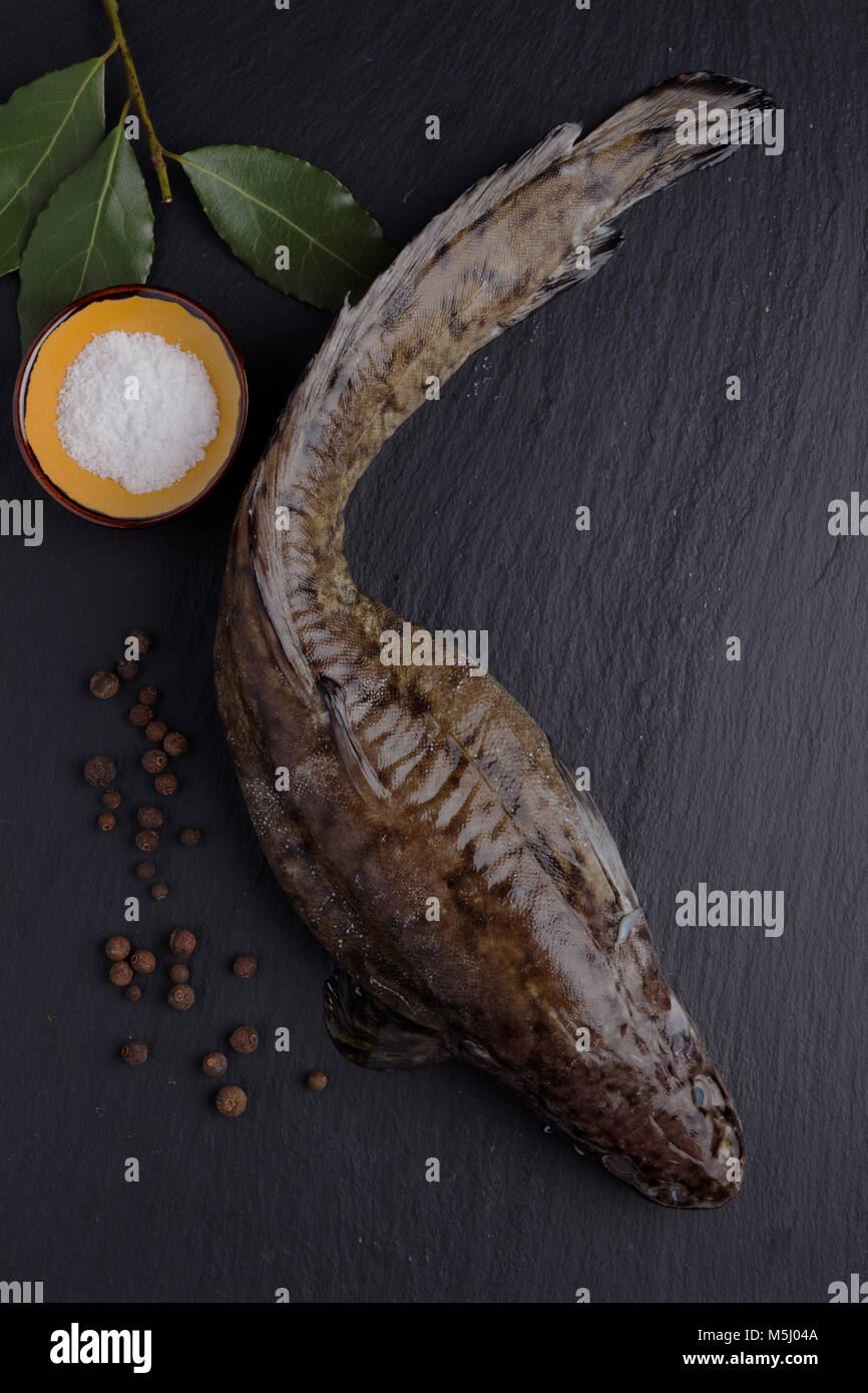 Lota lota fish -Fotos und -Bildmaterial in hoher Auflösung – Alamy