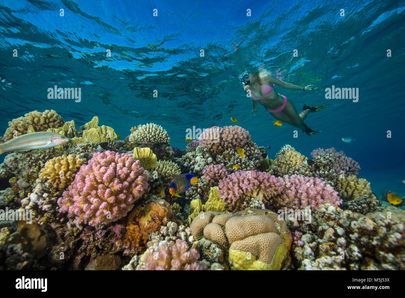 Ägypten, Rotes Meer, Hurghada, junge Frau Schnorcheln am Korallenriff ...