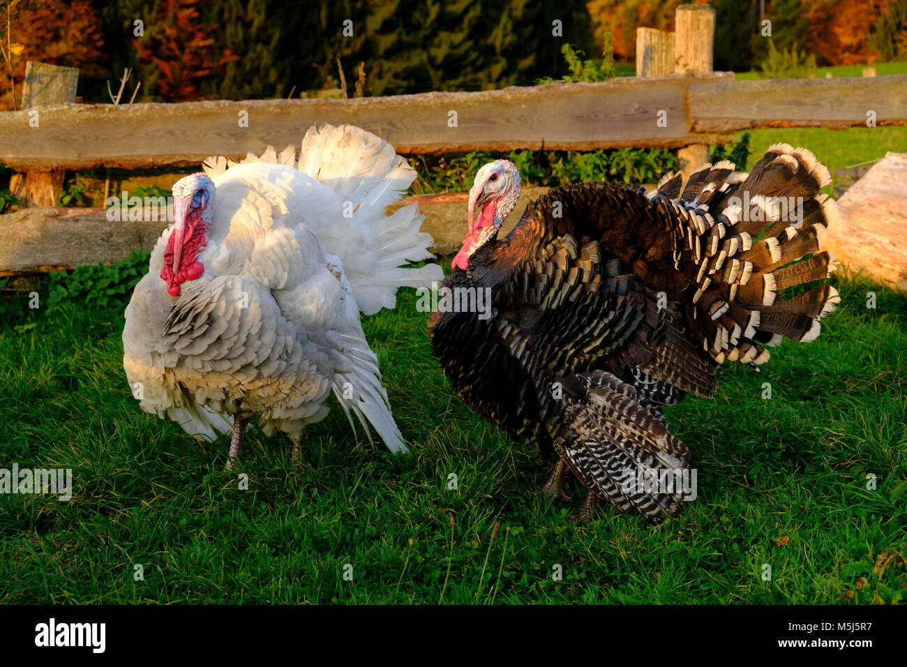 Pute tier -Fotos und -Bildmaterial in hoher Auflösung – Alamy