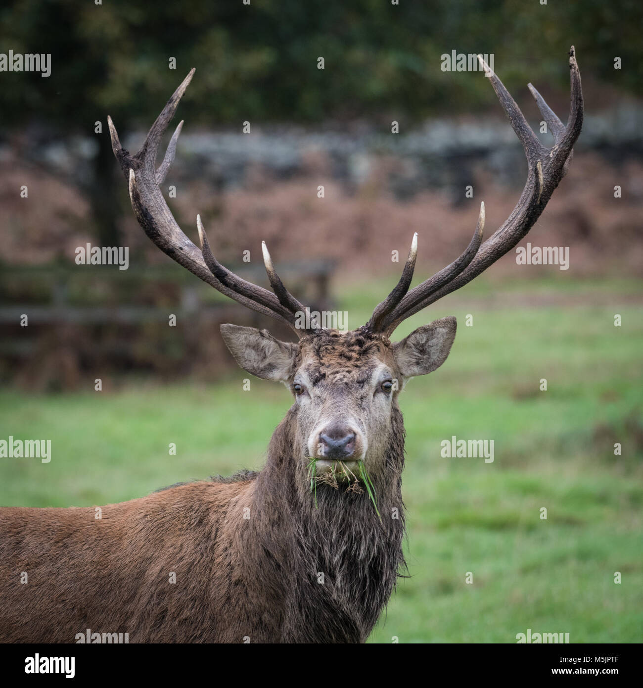 Hirsch mit beeindruckendem geweih -Fotos und -Bildmaterial in hoher ...