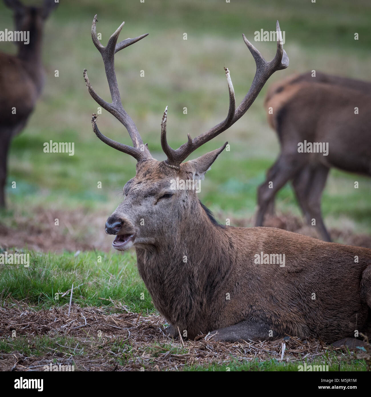Hirsch mit beeindruckendem geweih -Fotos und -Bildmaterial in hoher ...
