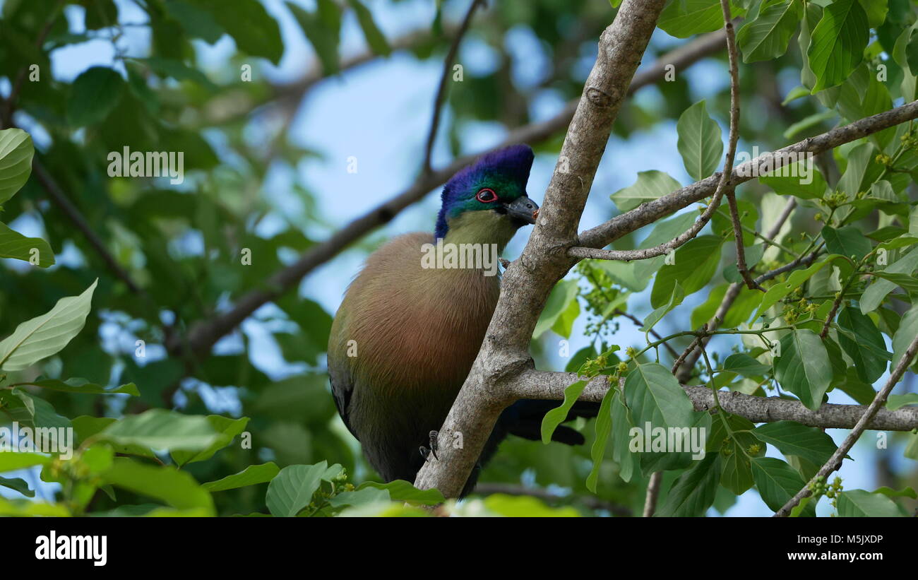 4k wildtiere -Fotos und -Bildmaterial in hoher Auflösung – Alamy