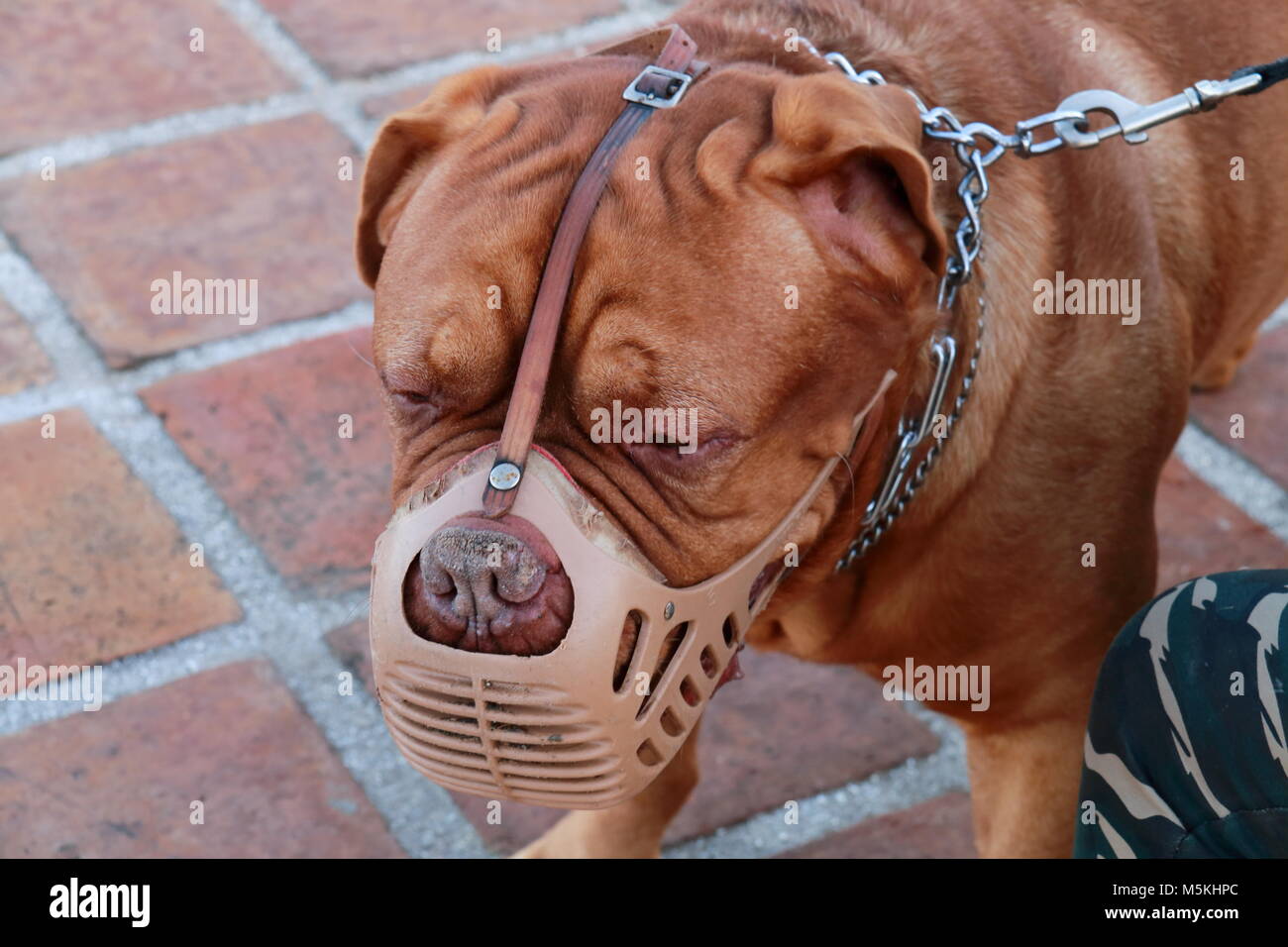 Hund mit maulkorb -Fotos und -Bildmaterial in hoher Auflösung – Alamy