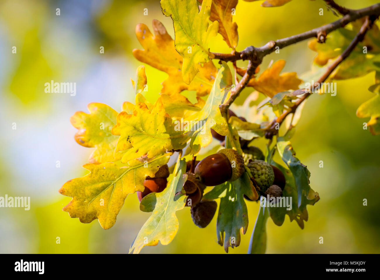 Eicheln und blatt -Fotos und -Bildmaterial in hoher Auflösung – Alamy