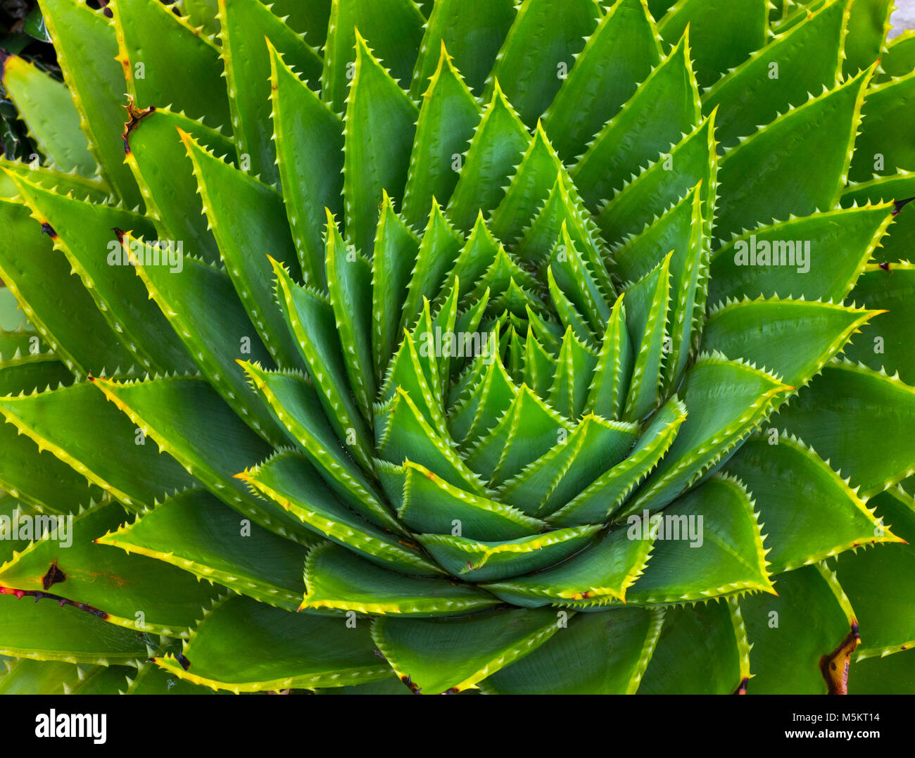 Aloe polyphylla -Fotos und -Bildmaterial in hoher Auflösung – Alamy