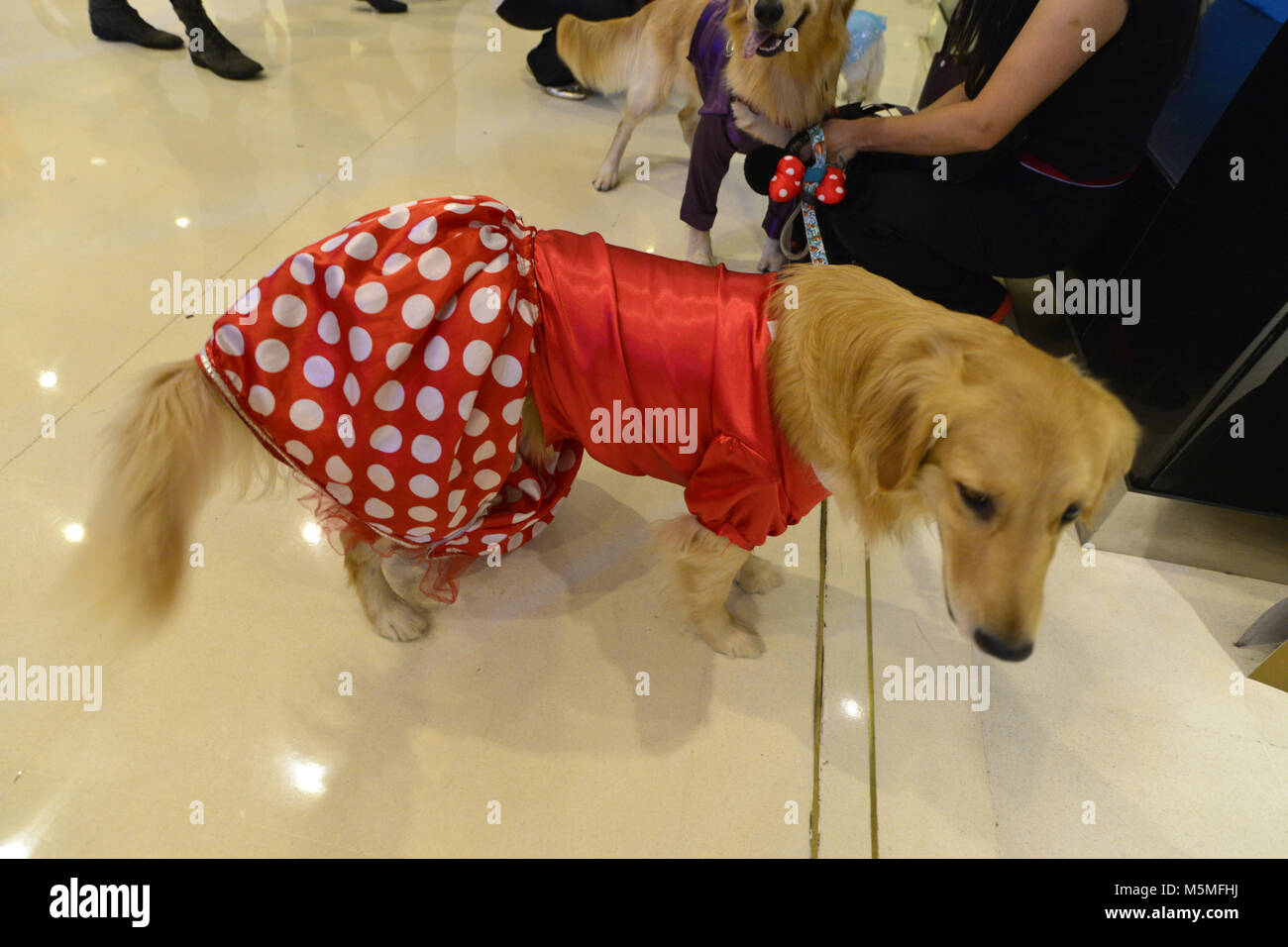Sao Paulo, Brasilien. 25. Februar, 2018. Mehrere Rassen von Hunden und ...