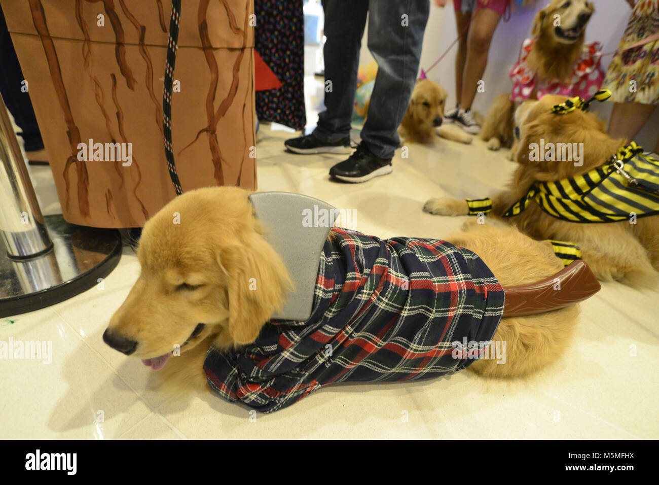 Sao Paulo, Brasilien. 25. Februar, 2018. Mehrere Rassen von Hunden und ...
