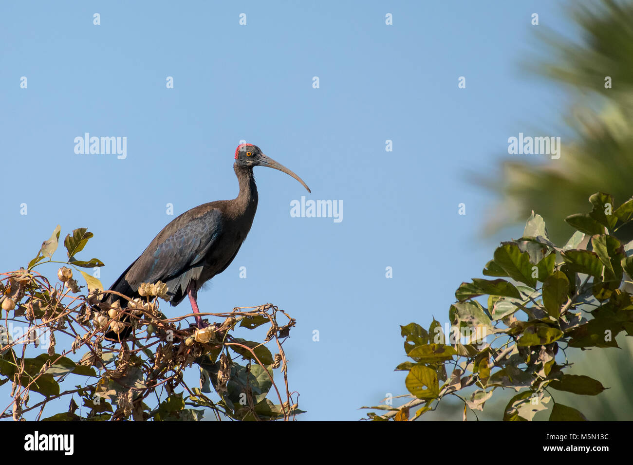 Weißer Fleck, Rot naped Ibis, Mercure, Ibis, weiß abgesetzten Ibis ...