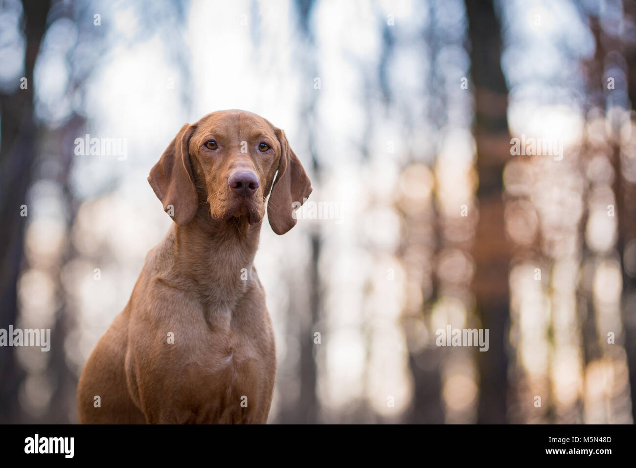 Vizsla zeiger -Fotos und -Bildmaterial in hoher Auflösung – Alamy