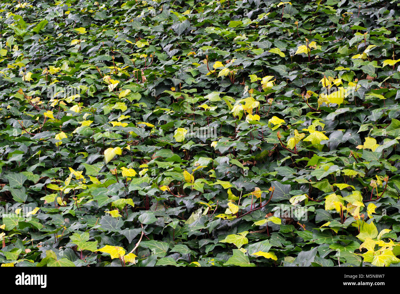 Englisches efeublatt -Fotos und -Bildmaterial in hoher Auflösung – Alamy