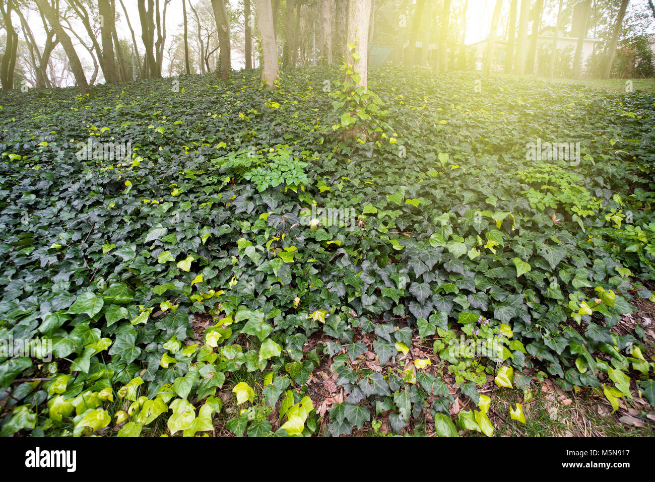 Efeu dekoration -Fotos und -Bildmaterial in hoher Auflösung – Alamy