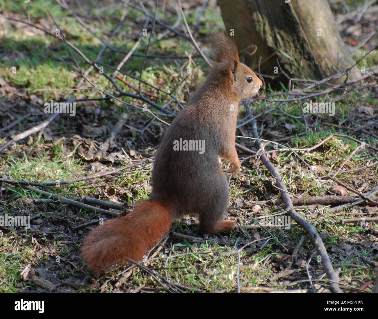 Britische nussart -Fotos und -Bildmaterial in hoher Auflösung – Alamy