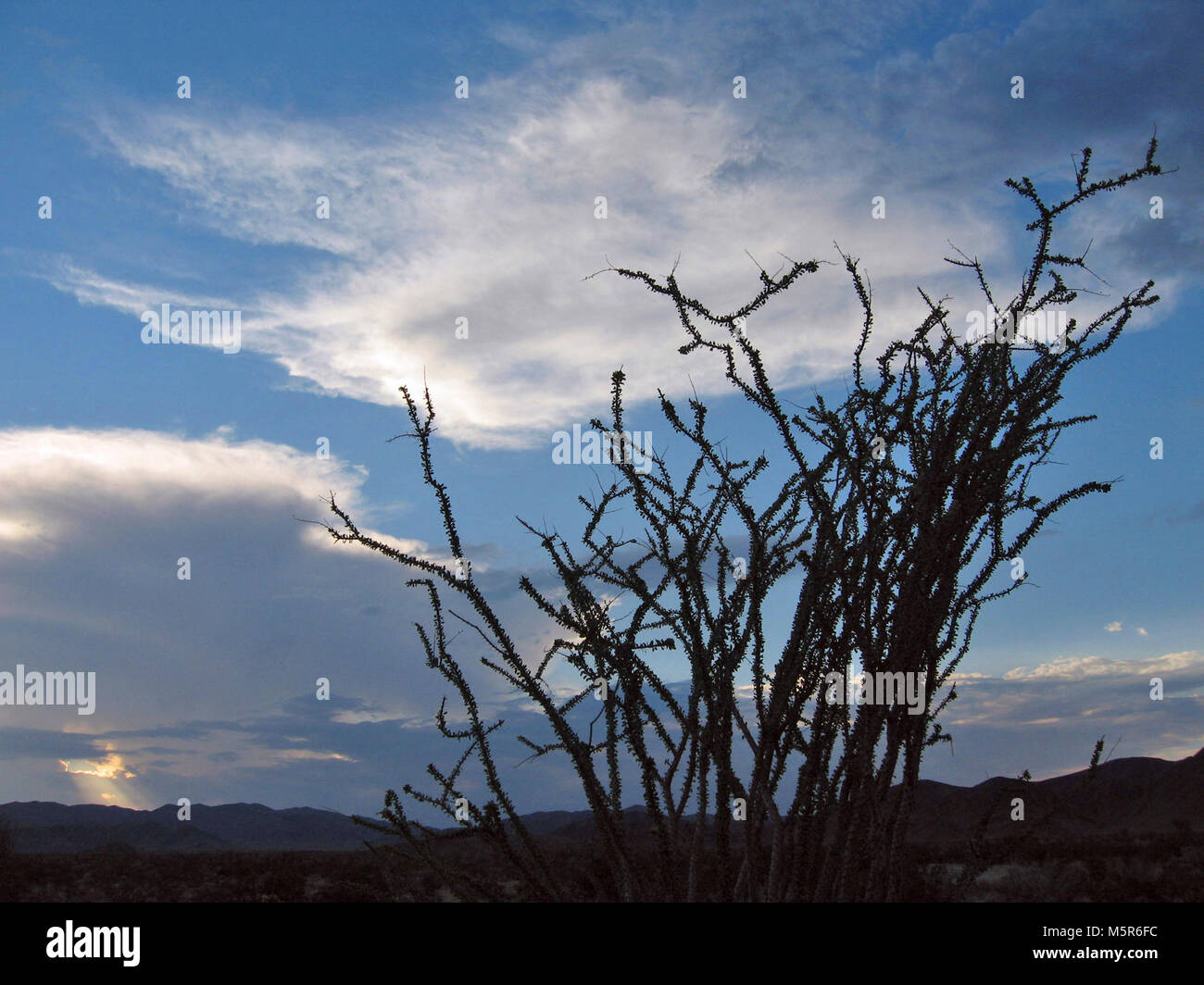 Pinto basin -Fotos und -Bildmaterial in hoher Auflösung – Alamy