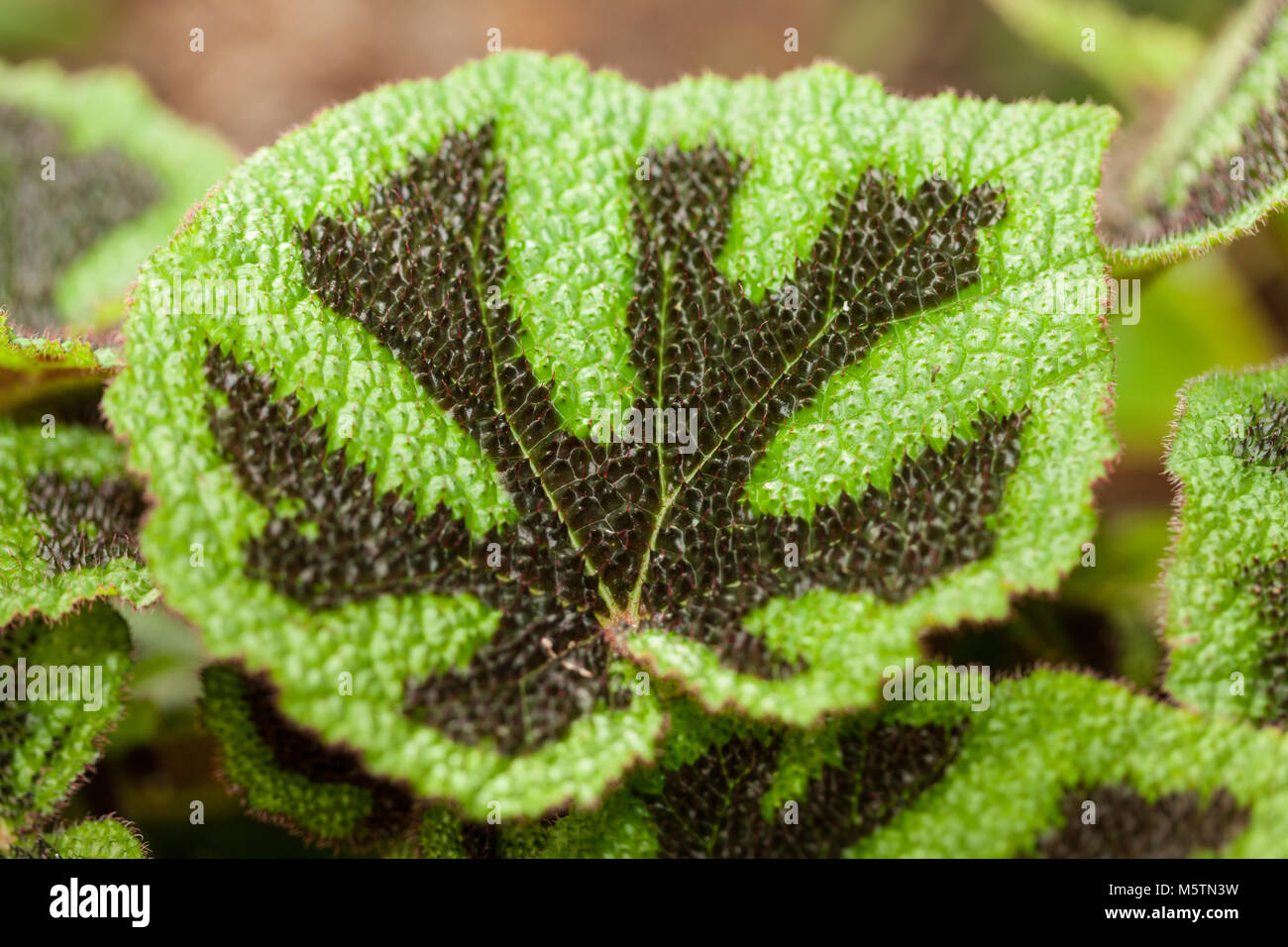 Begonia Masoniana Stockfotos und -bilder Kaufen - Alamy