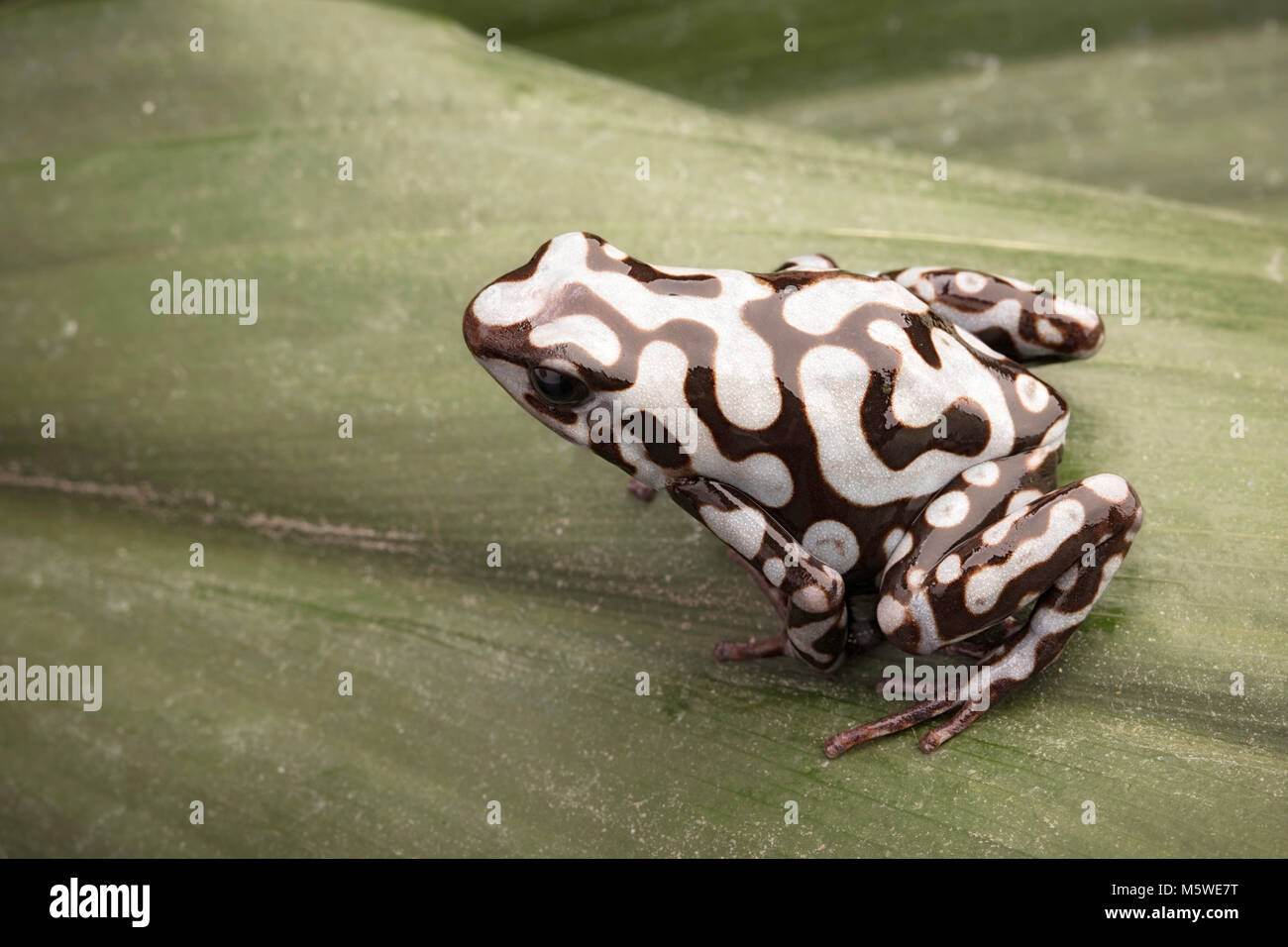 Poison Dart oder Pfeil Frosch, Dendrobates auratus. Eine giftige ...