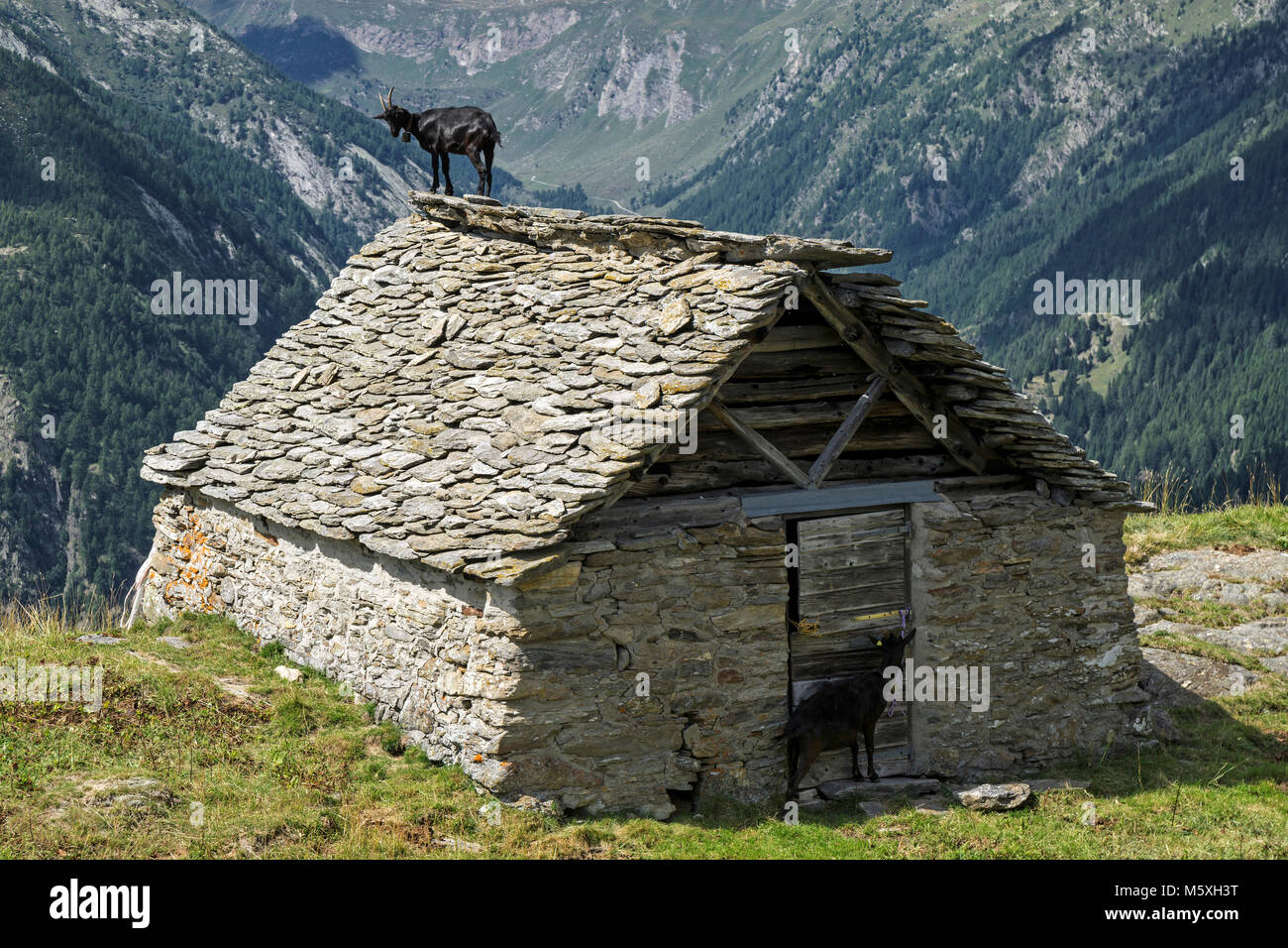 Ziege (Capra), der sich auf dem Dach einer alten Hütte aus Stein in der ...