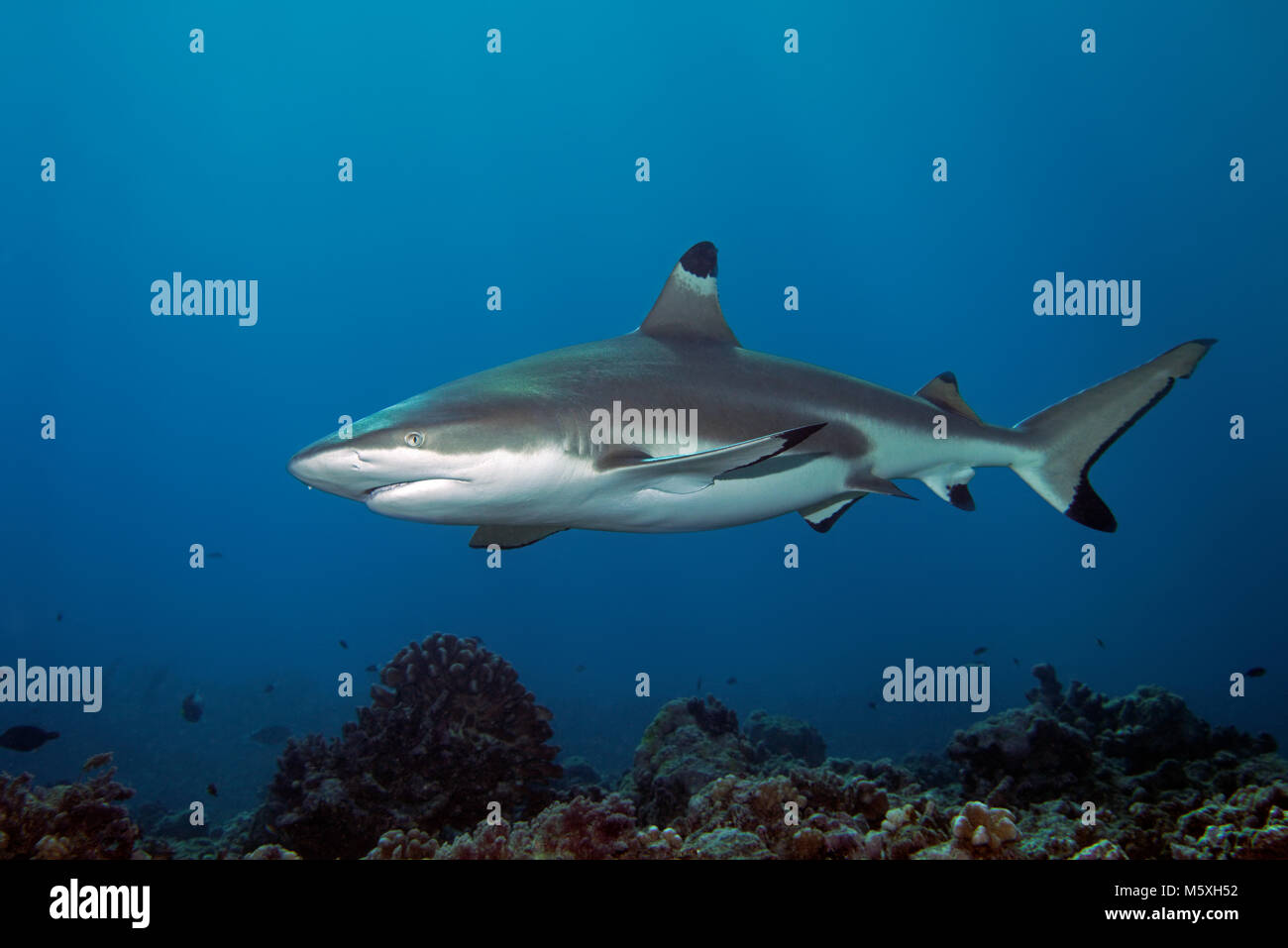 Schwarzspitzen Riffhai (Carcharhinus Melanopterus) über Coral Reef ...