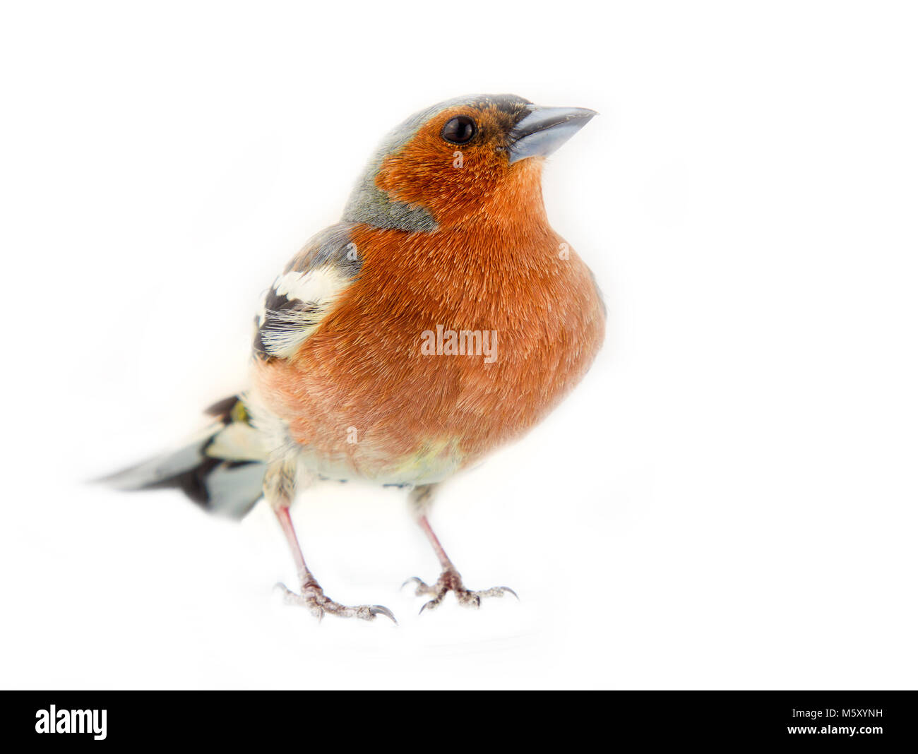 Buchfink (Fringilla coelebs) am häufigsten Vogelarten Europas, Wald ...