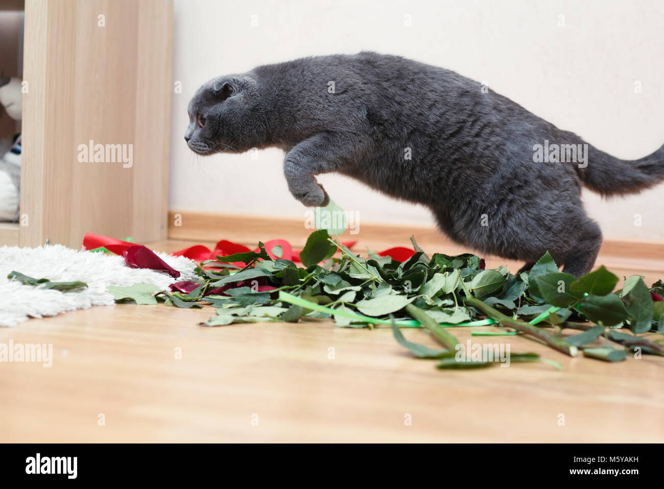 Katze springen -Fotos und -Bildmaterial in hoher Auflösung – Alamy