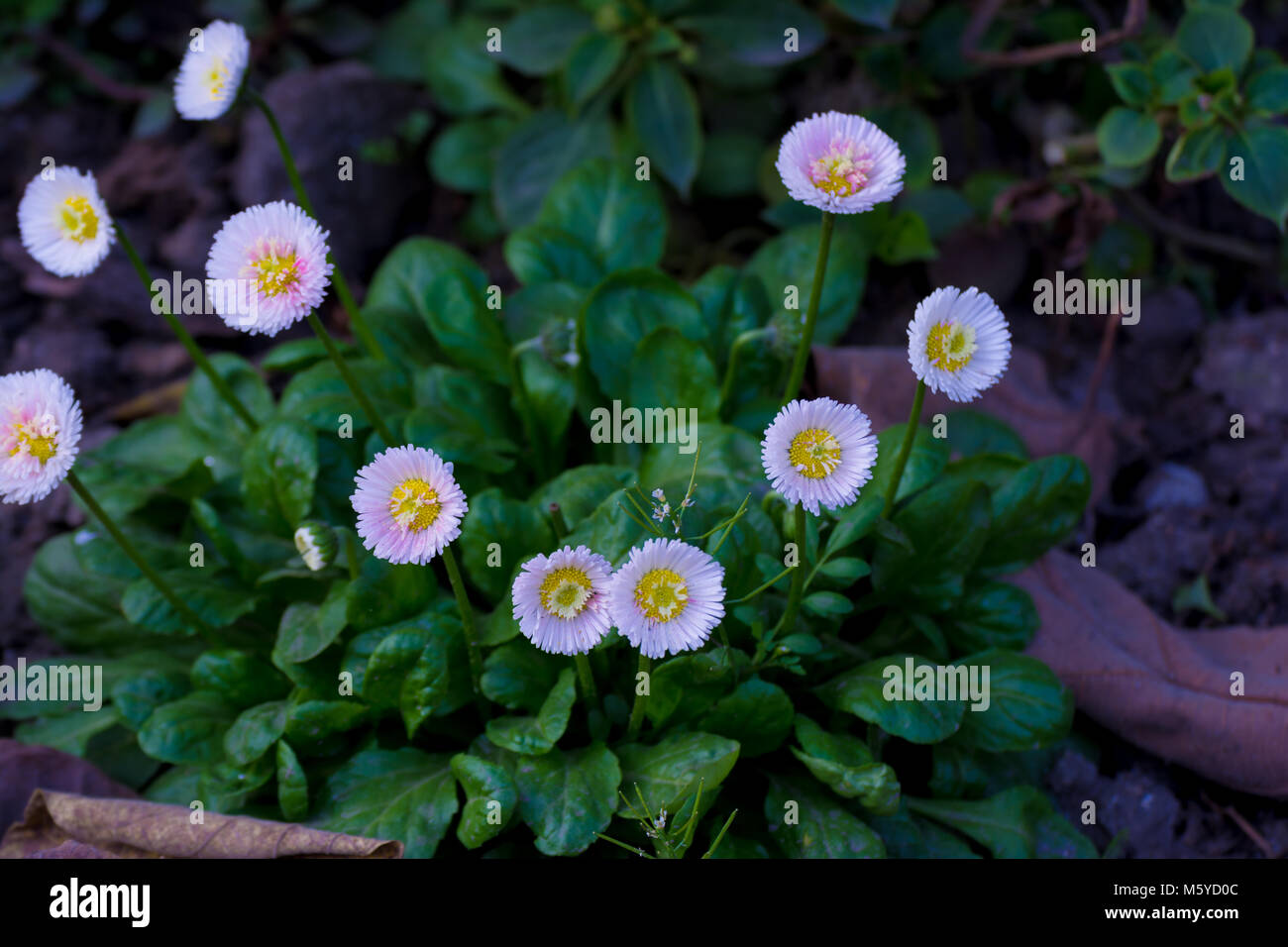 Langer stiel der blume -Fotos und -Bildmaterial in hoher Auflösung – Alamy