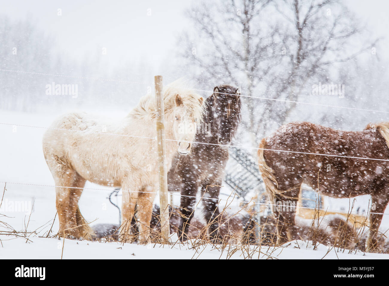 Pferde im winterwind -Fotos und -Bildmaterial in hoher Auflösung – Alamy