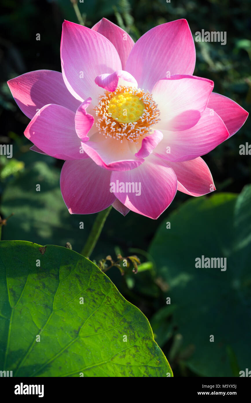 Udon thani lotus see -Fotos und -Bildmaterial in hoher Auflösung – Alamy