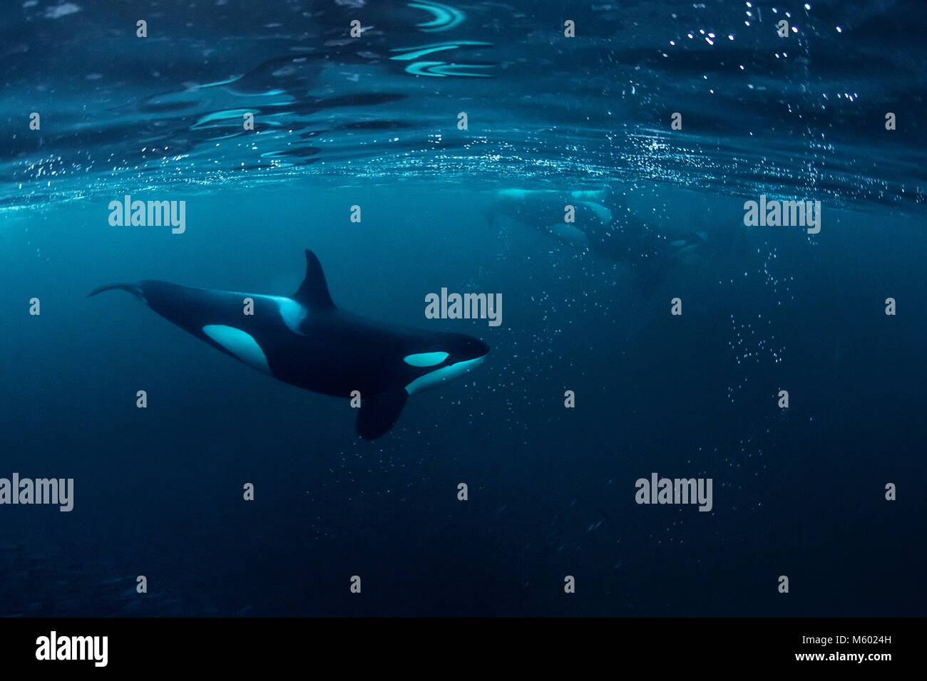 Atlantischer hering Stockfotos und -bilder Kaufen - Alamy