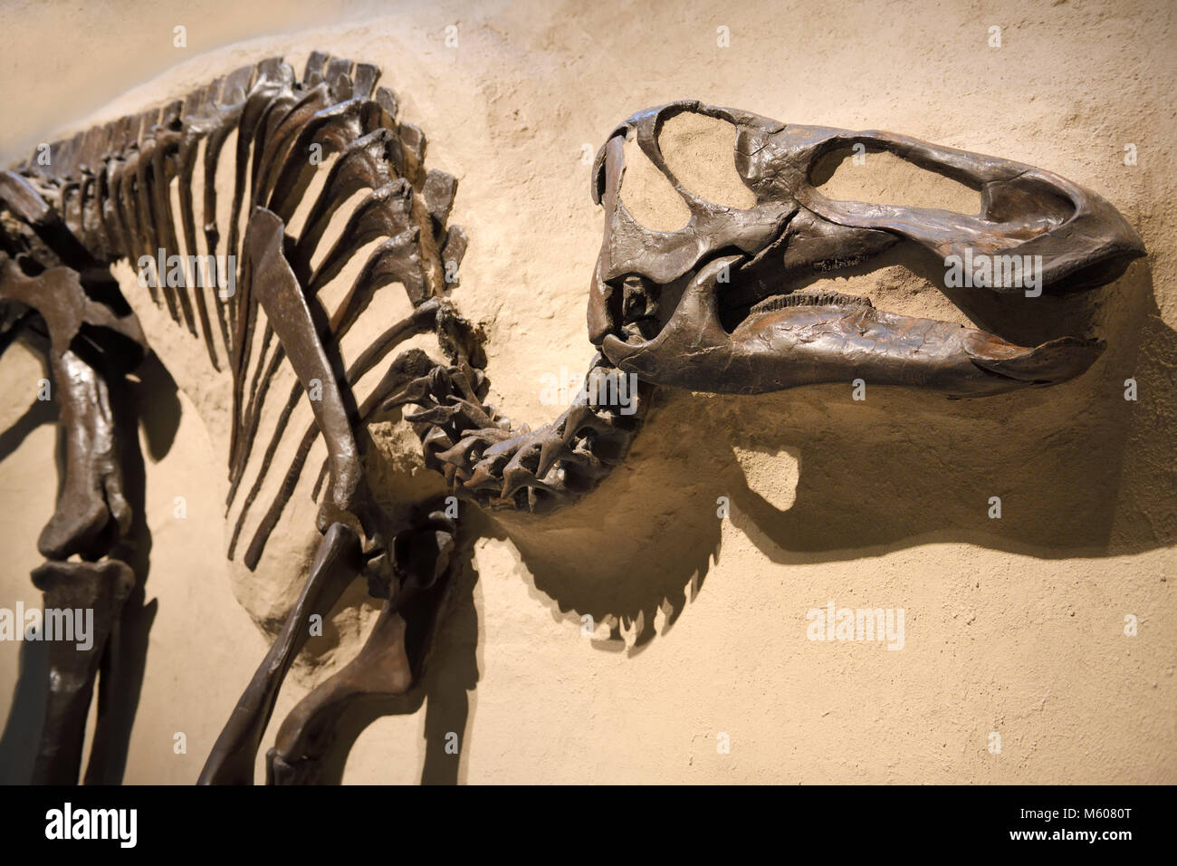 Angesichts einer Hadrosaur Duckbill Dinosaurier Skelett aus Alberta, 70 ...