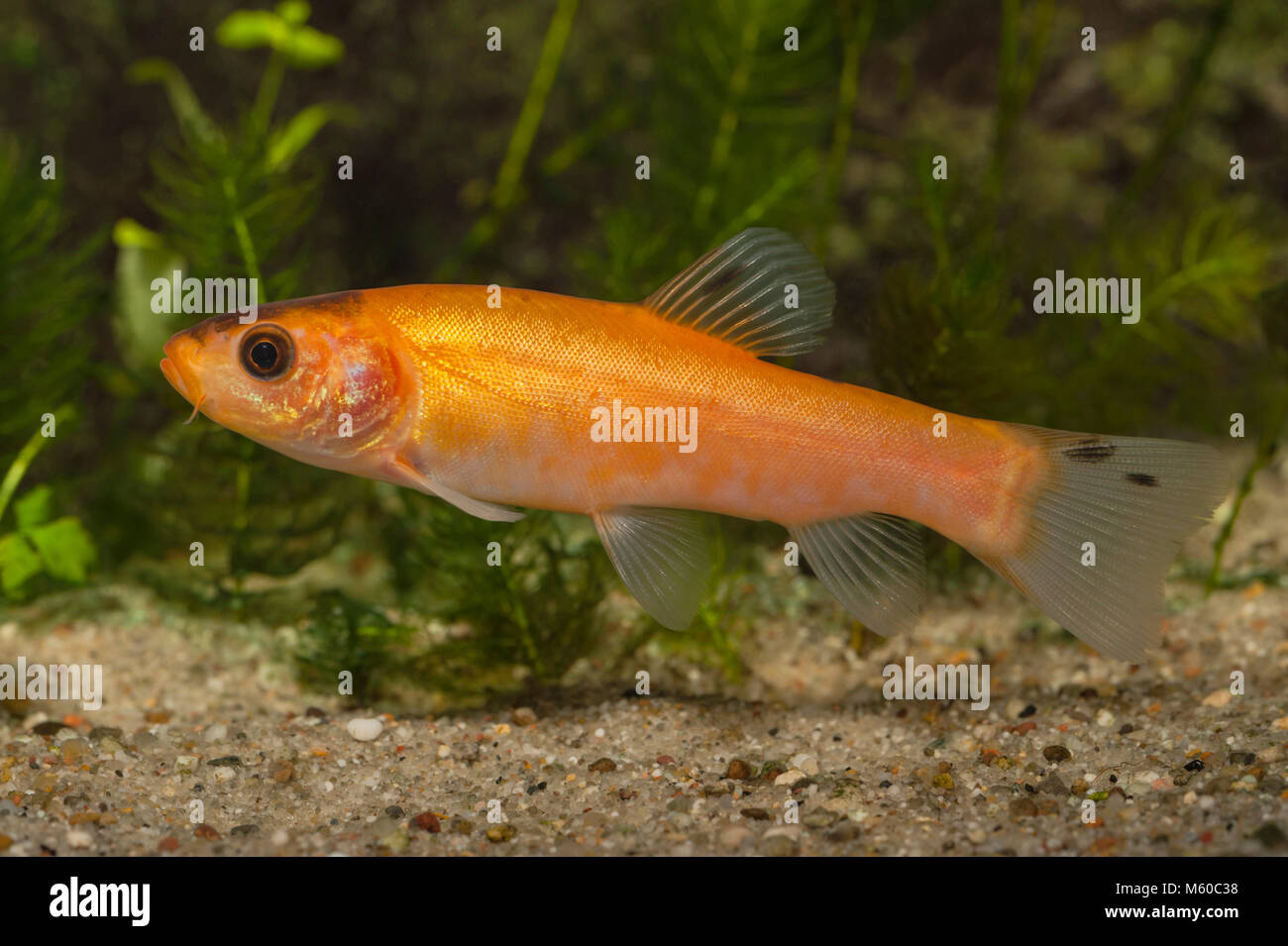 Tench tinca tinca -Fotos und -Bildmaterial in hoher Auflösung – Alamy